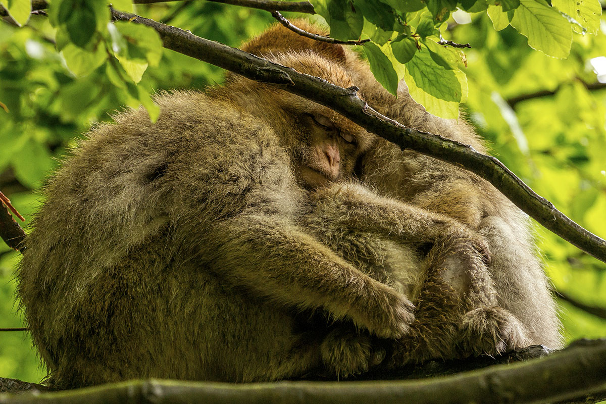 Affenberg Salem - Mein-Bodensee